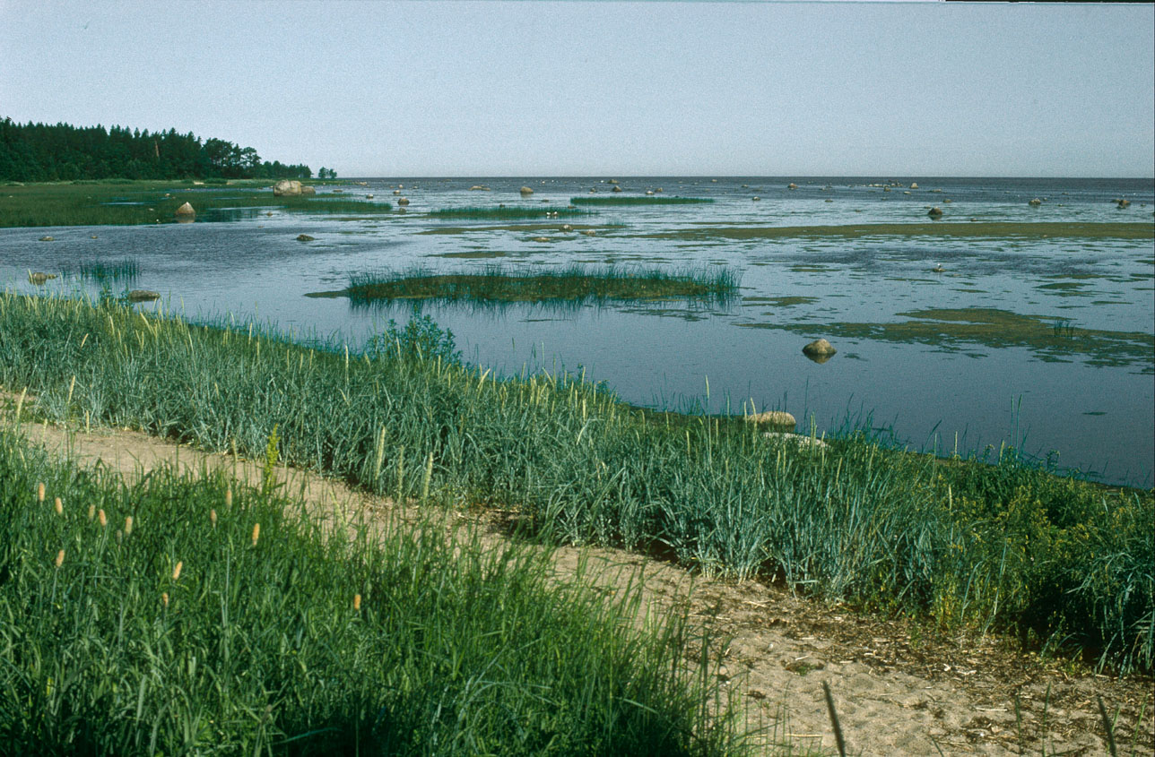 The long-suffering Baltic sea needs urgent help | WWF
