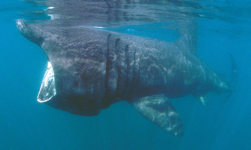 Beneath the British waves | WWF