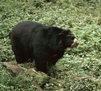 A spectacular spectacled bear story | WWF
