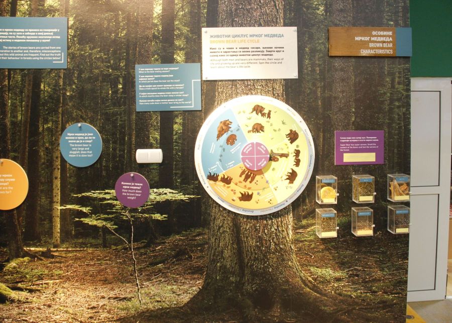 “Bear Corner” Opened in Tara National Park, Serbia | WWF