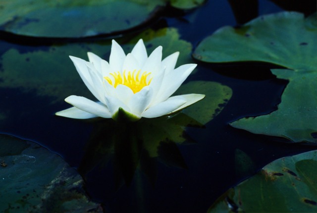 Biljke i životinje na ivici opstanka | WWF