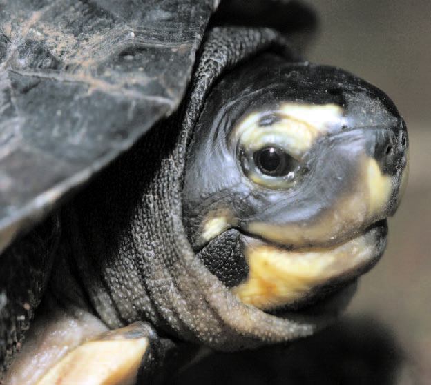 Indonesian government moves to regulate turtle trade | WWF