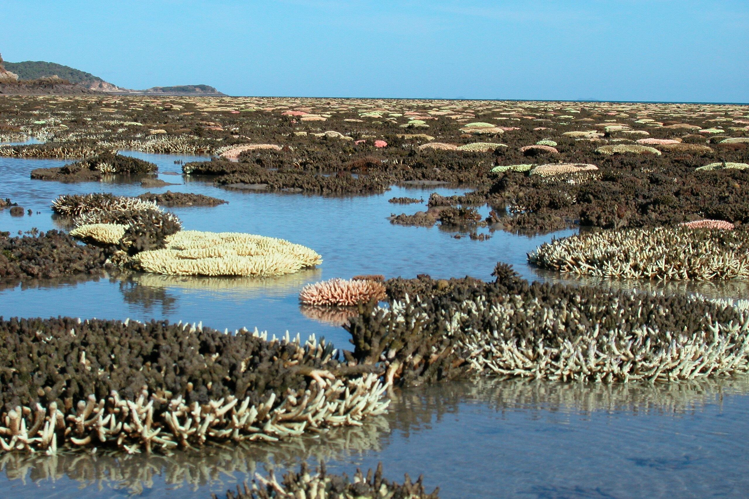 Massive coral bleaching predicted for Coral Triangle | WWF