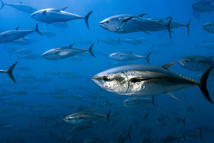 EU absent on renewed commitment to sustainable tuna management | WWF