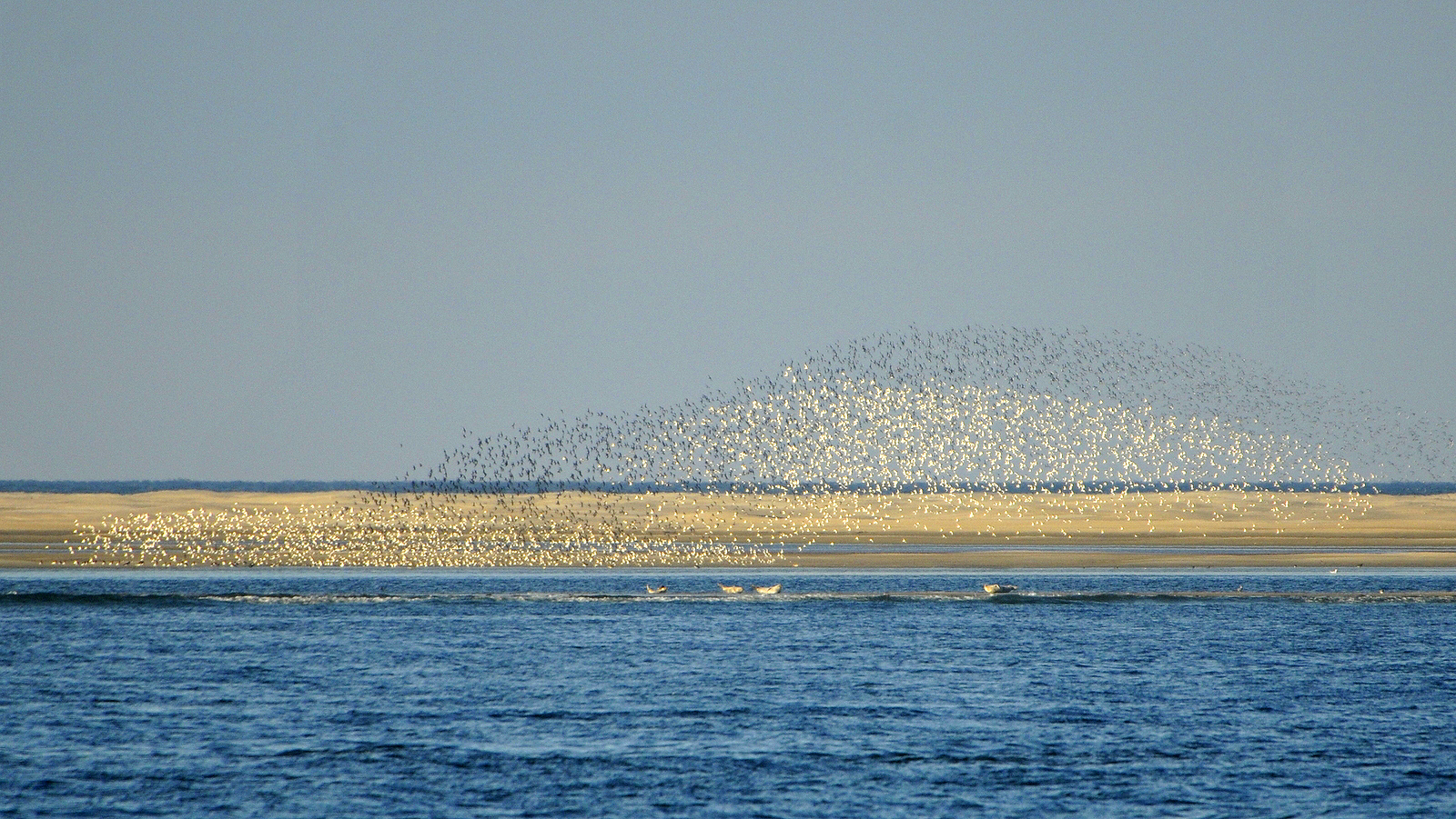 Historic day on the Haringvliet as dam gates opened to reconnect Rhine ...