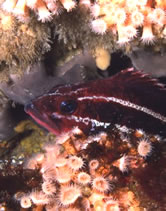 Bowie Seamount designated as Canada’s seventh Marine Protected Area | WWF
