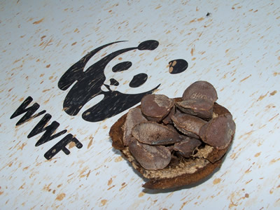 Harvesting nuts, improving lives in Brazil | WWF