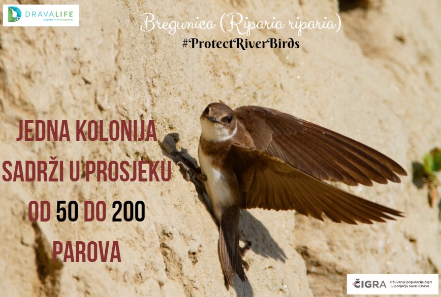 #ProtectRiverBirds campaign raised the awareness on the importance of ...
