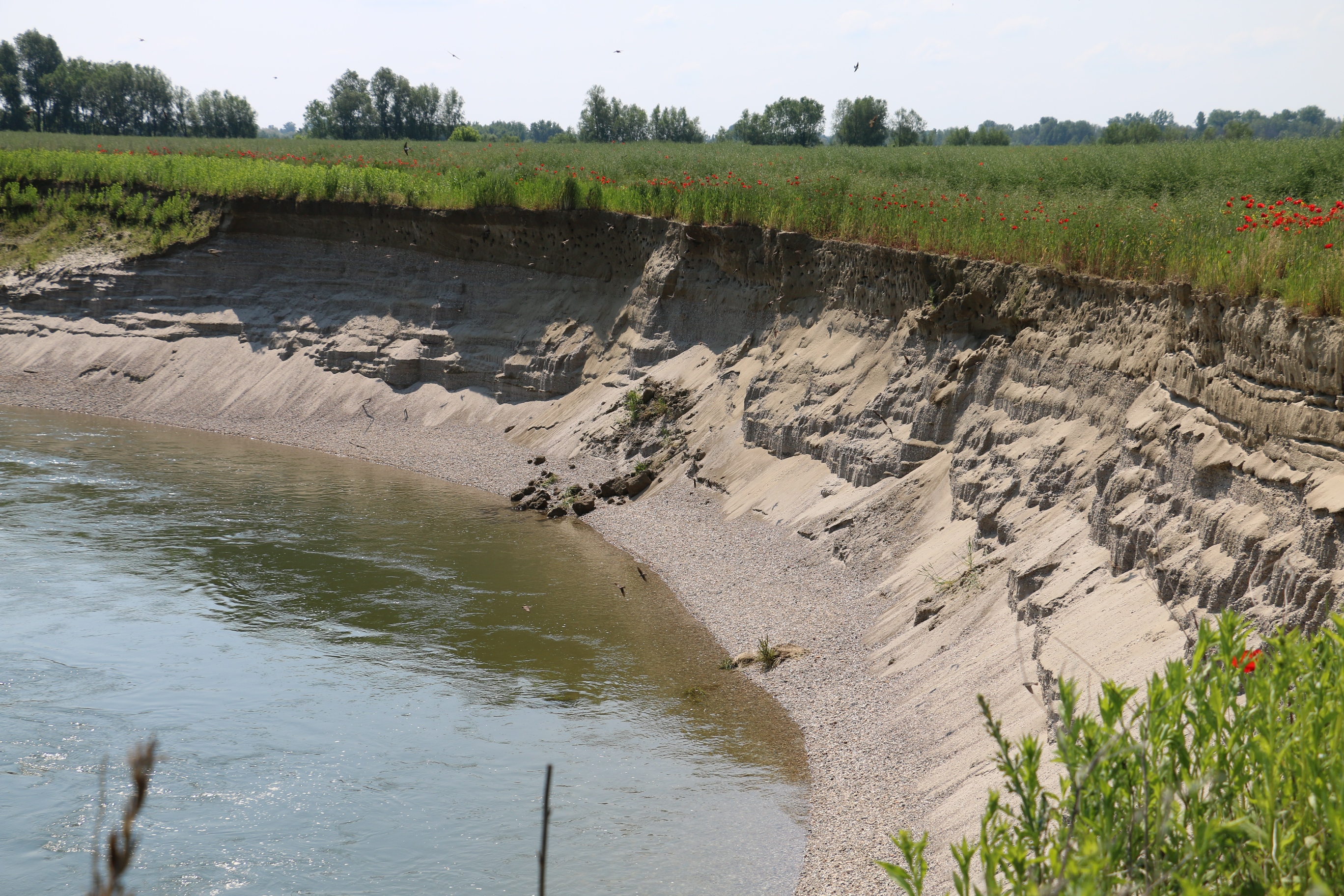 The population of sand martins on the Drava fell by 75% over the last ...
