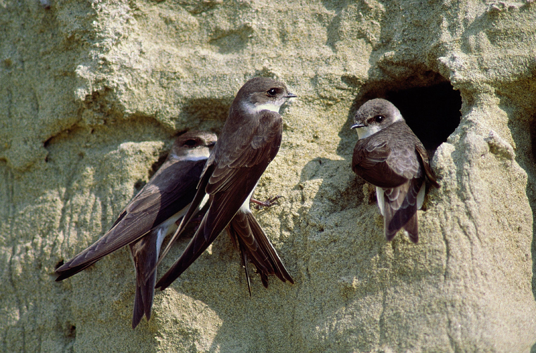 Bregunica postala ptica godine i ambasador rijeke Drave u Hrvatskoj | WWF