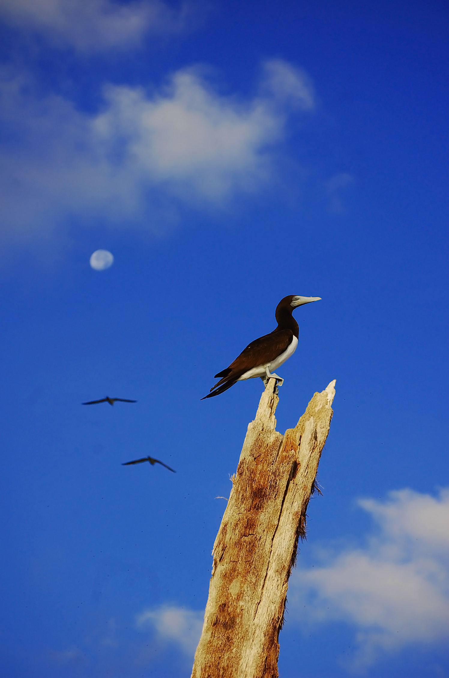 Seabird sanctuary: on the wings of change | WWF