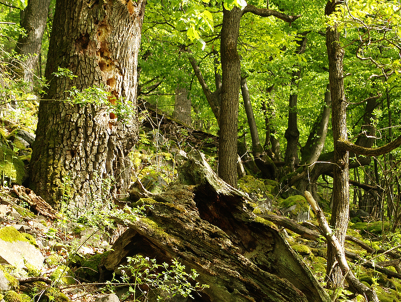 Dokáže Slovensko ochrániť svoje pralesy? | WWF