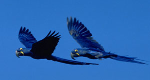 The hyacinth macaw makes a comeback | WWF