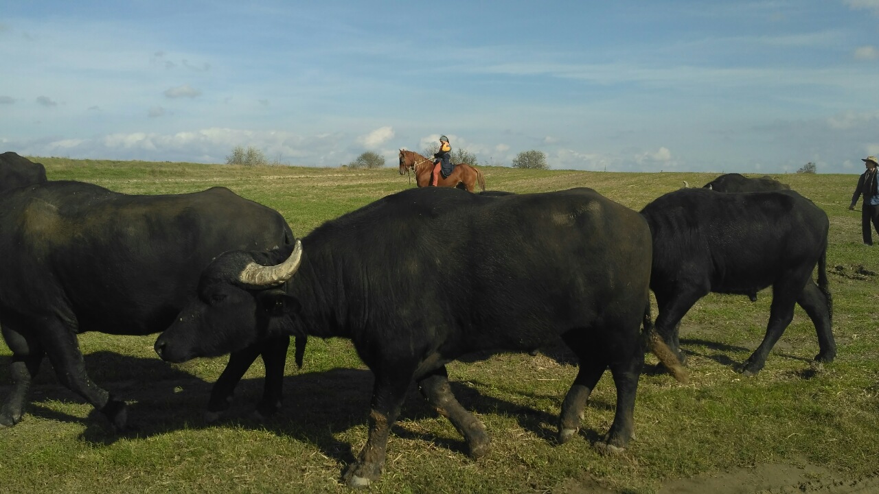 В Одеській області оселилися водяні буйволи | WWF
