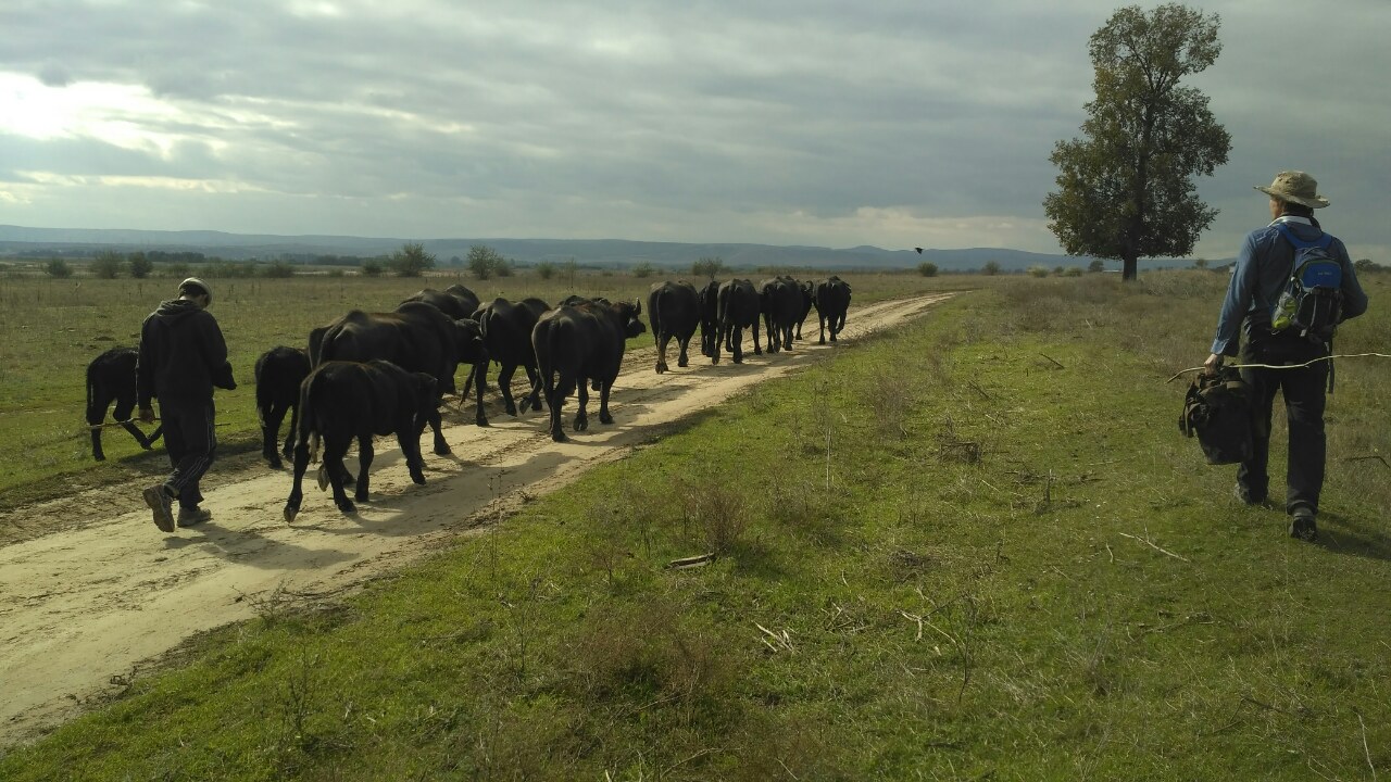 В Одеській області оселилися водяні буйволи | WWF