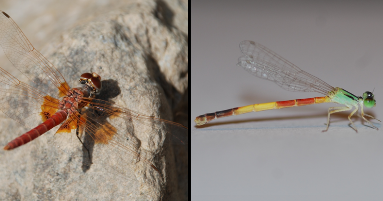 Rare Dragonfly Discovered in Wadi Wurayah | WWF