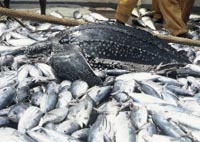 International fishing gear competition lands over 80 entries | WWF