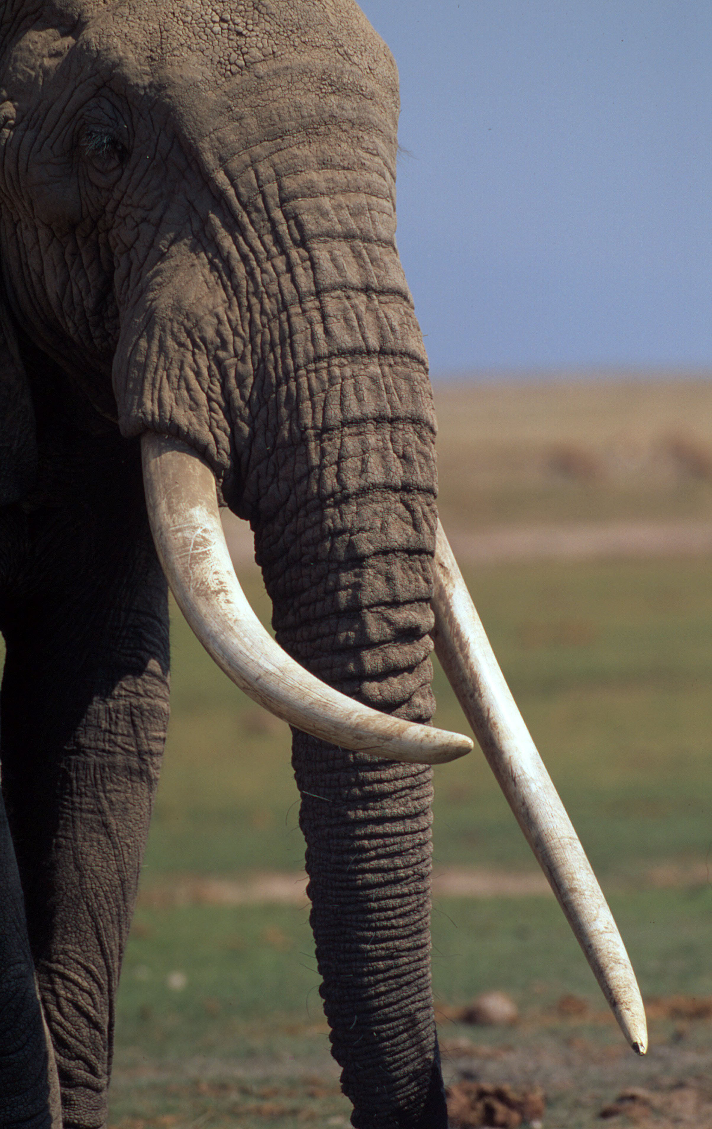 Braconier notoriu din Camerun - condamnat la trei ani de închisoare | WWF