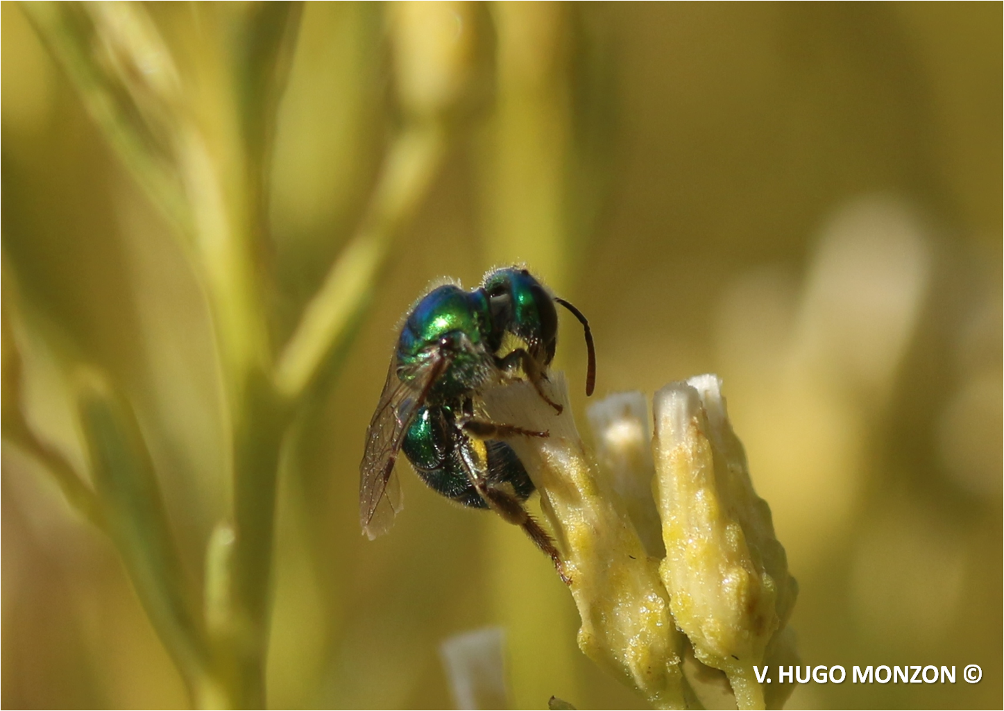 Abejas silvestres y su importancia en la polinización de nuestra flora ...