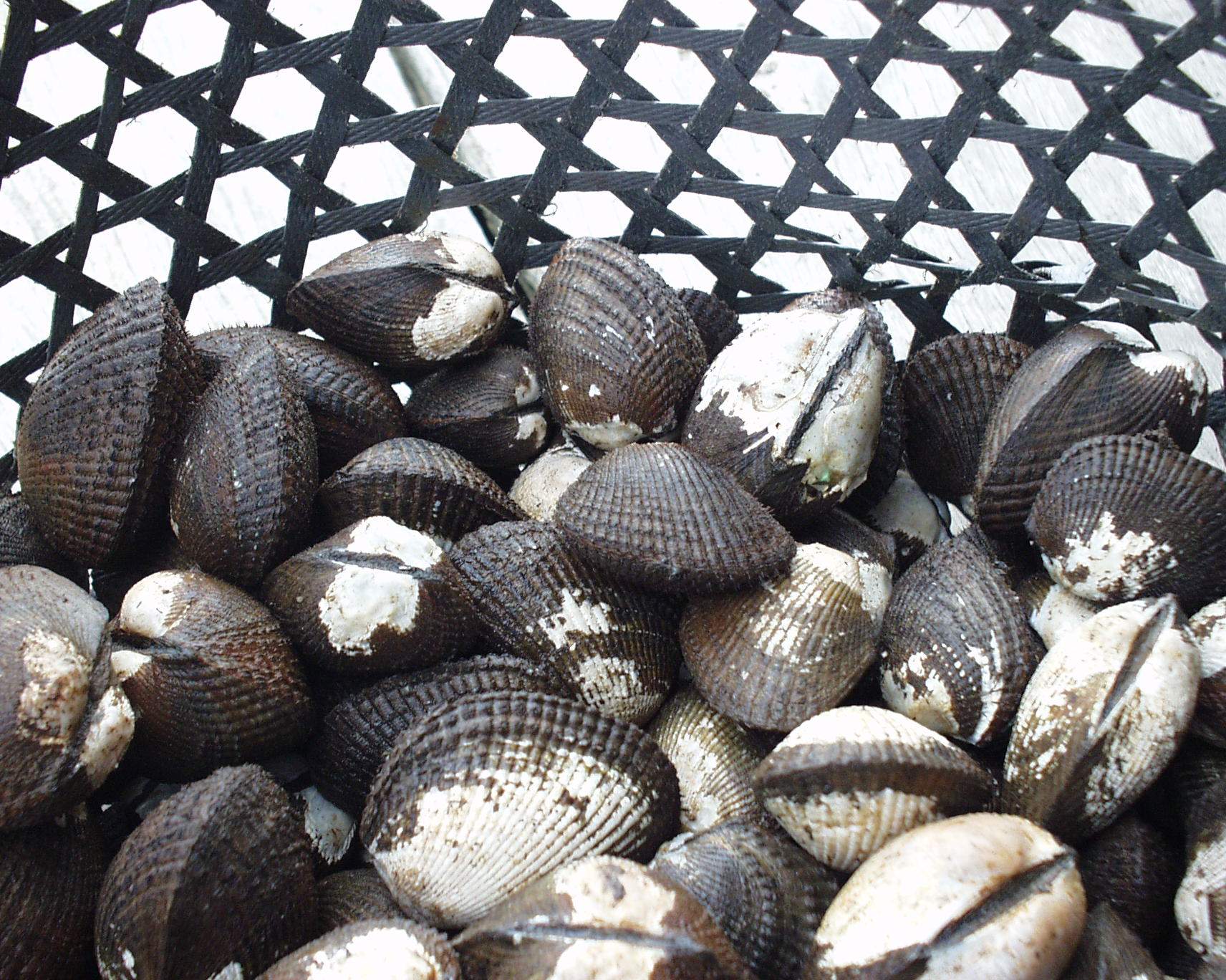 Análisis espacio temporal de la biología reproductiva y el ...