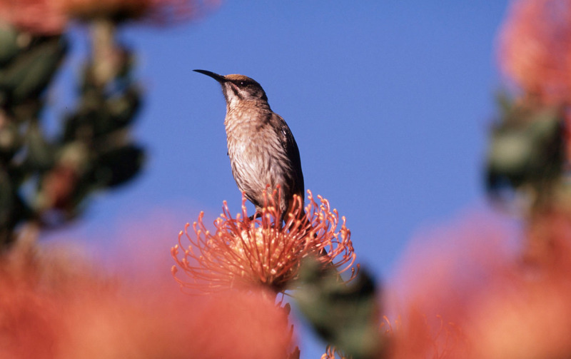 Conserving the Cape | WWF