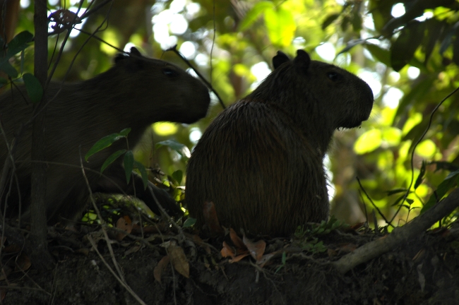 WWF Bolivia's work is recognized by the System for the Regulation of ...