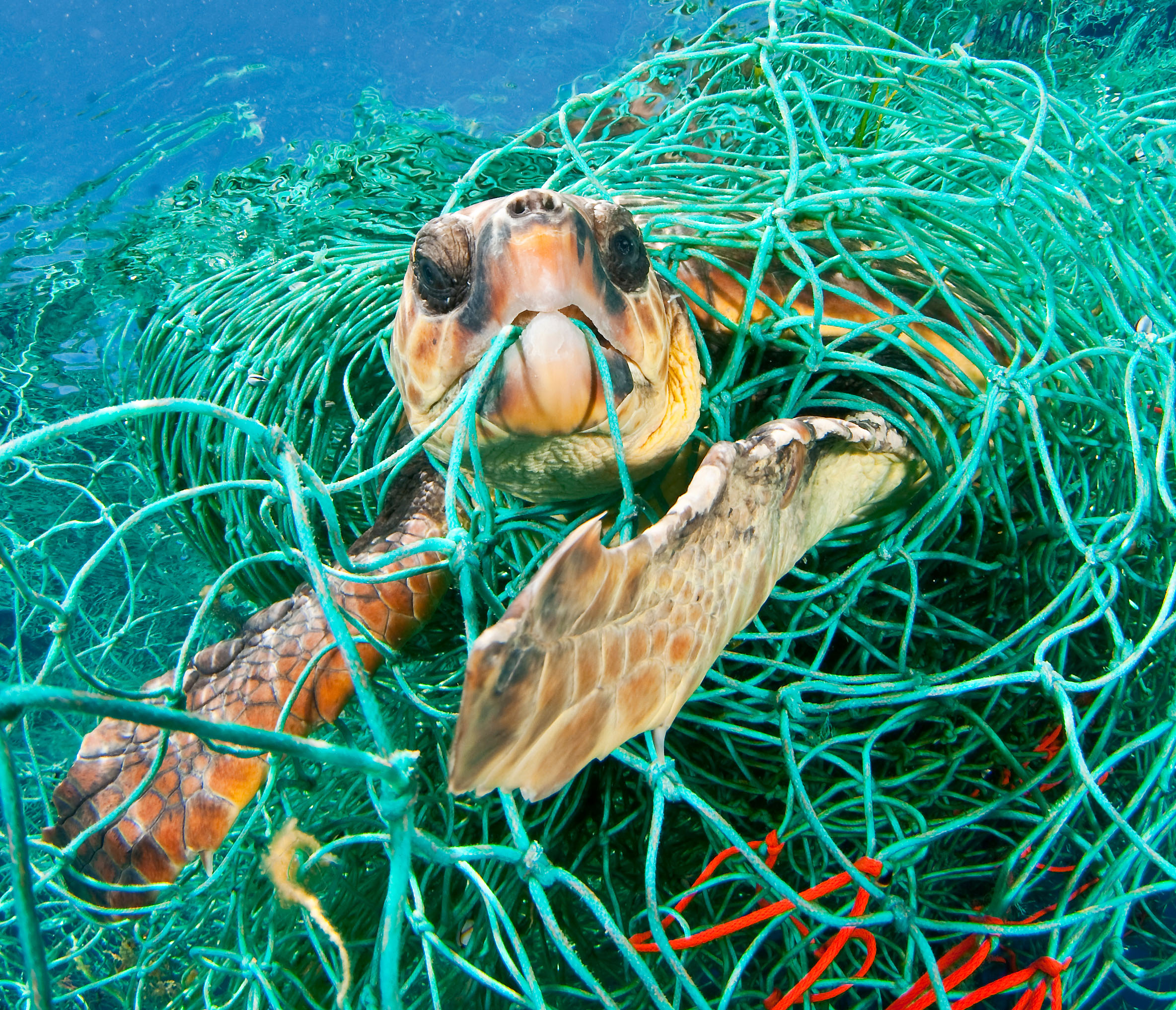 World Sea Turtle Day 2017 WWF World Sea Turtle Day 2017 WWF