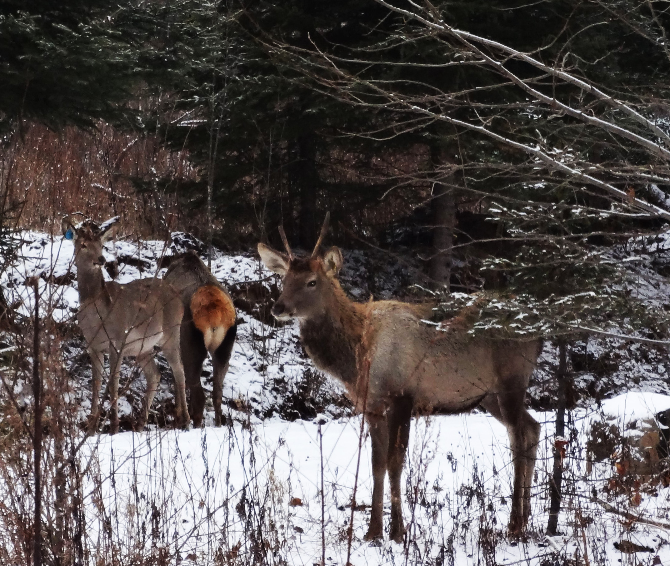Deer finding documents success of prey recovery program for endangered ...