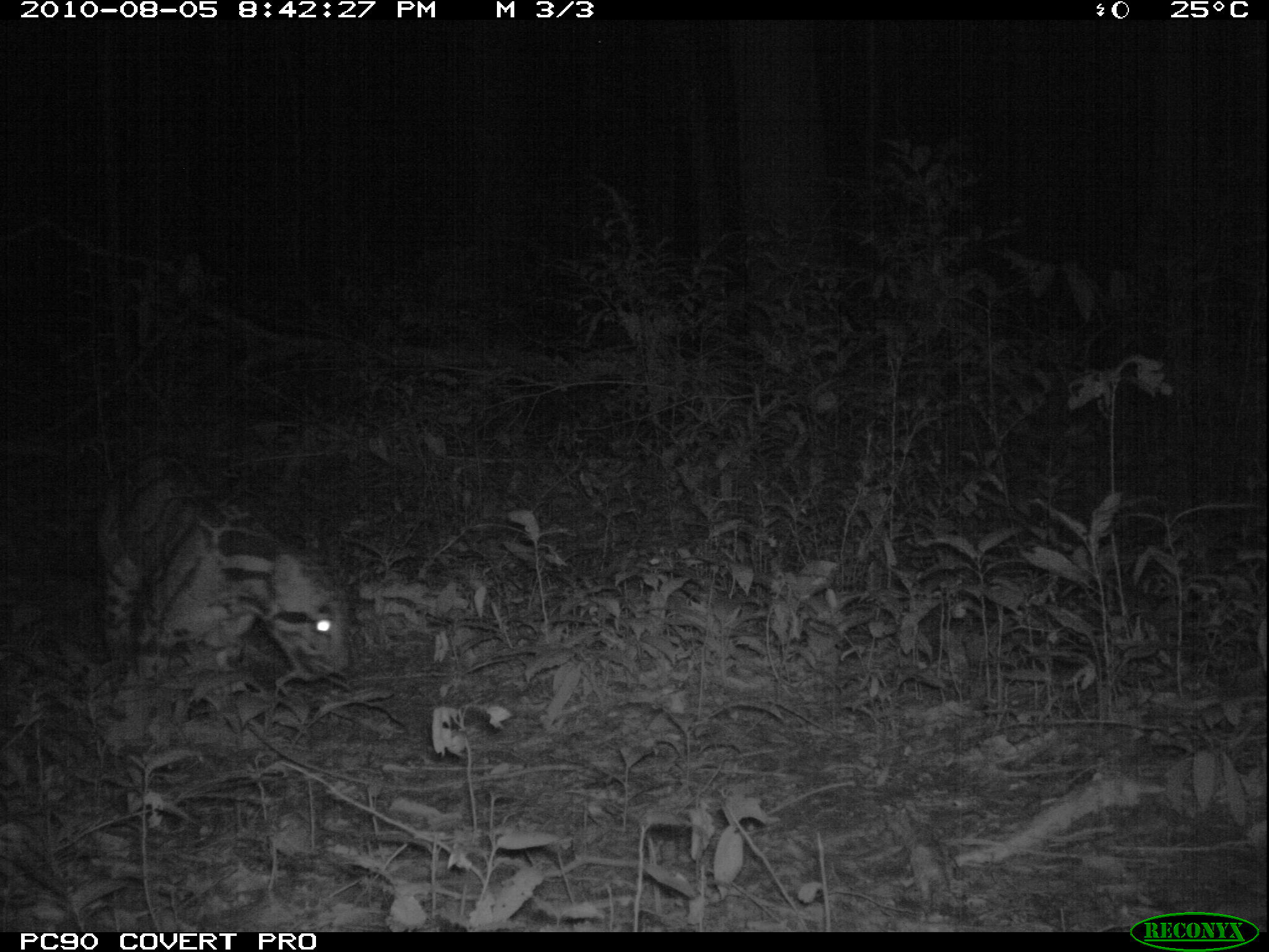 Six cat species found in Eastern Plains Landscape | WWF