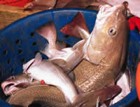 North & Baltic Seas overfishing costs €400 million this year | WWF