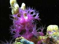 WWF calls for urgent protection of cold-water coral reefs | WWF