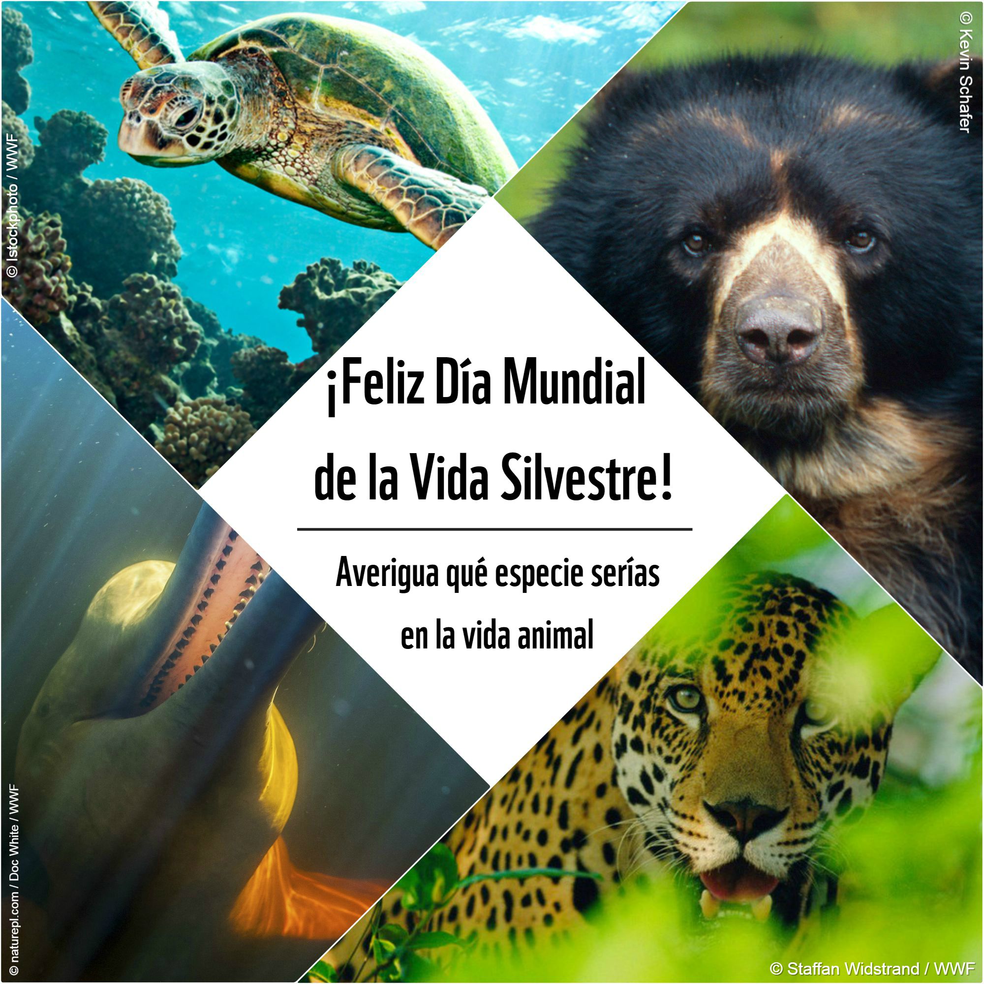 ¿Qué especie eres tú? | WWF