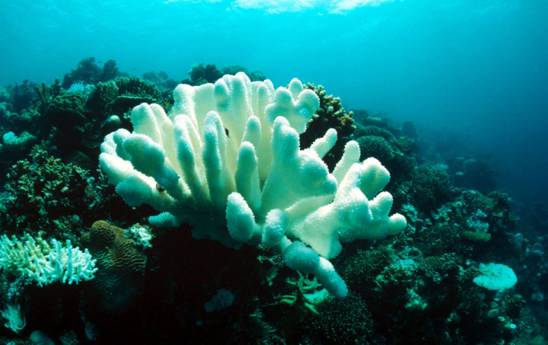 Around 14% of corals have been lost since 2009 due to global warming ...