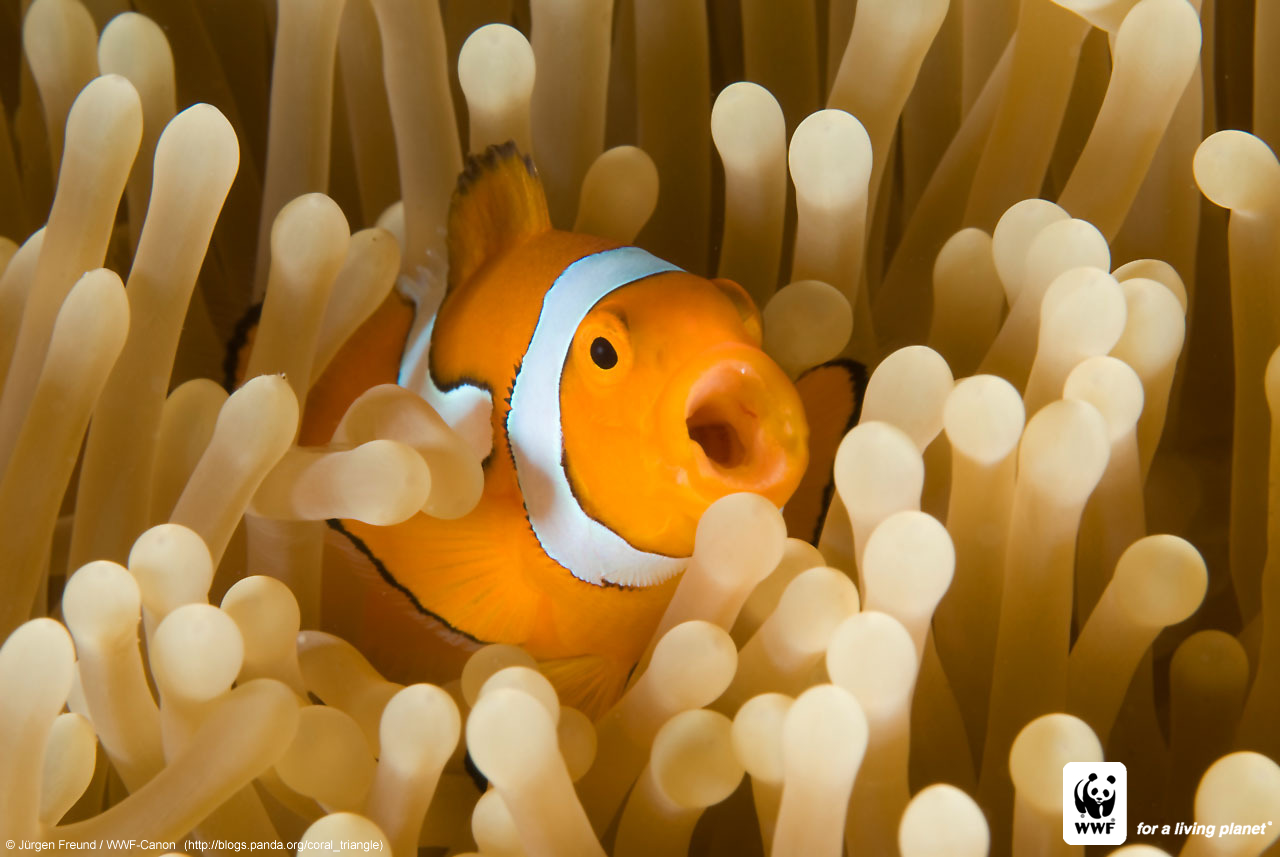 Vibrancy of Coral Triangle captured in new WWF book | WWF