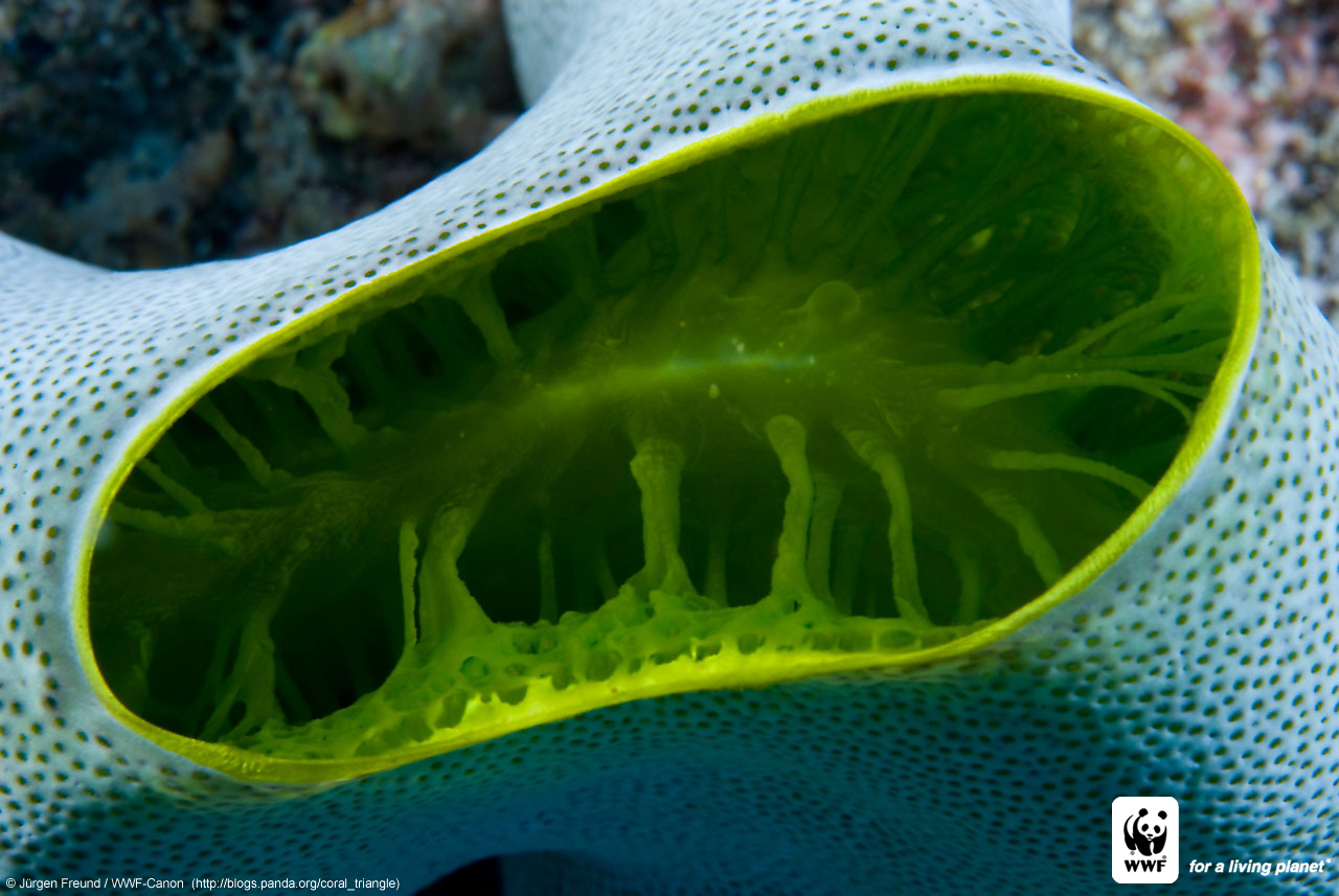 Vibrancy of Coral Triangle captured in new WWF book | WWF