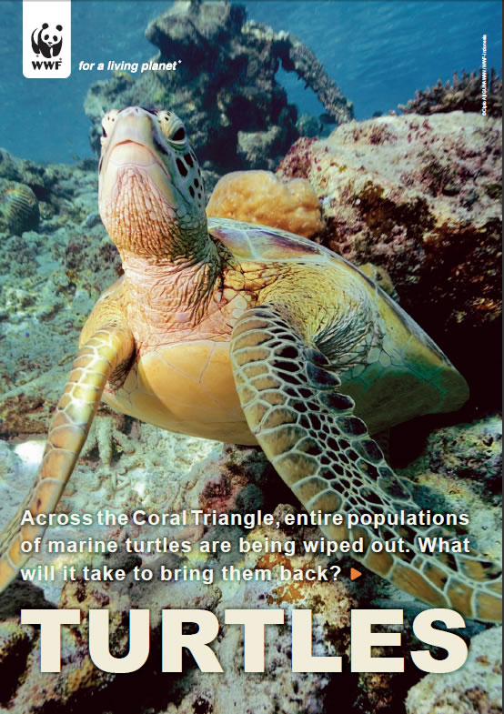 Coral Triangle Marine Turtles Brochure | WWF