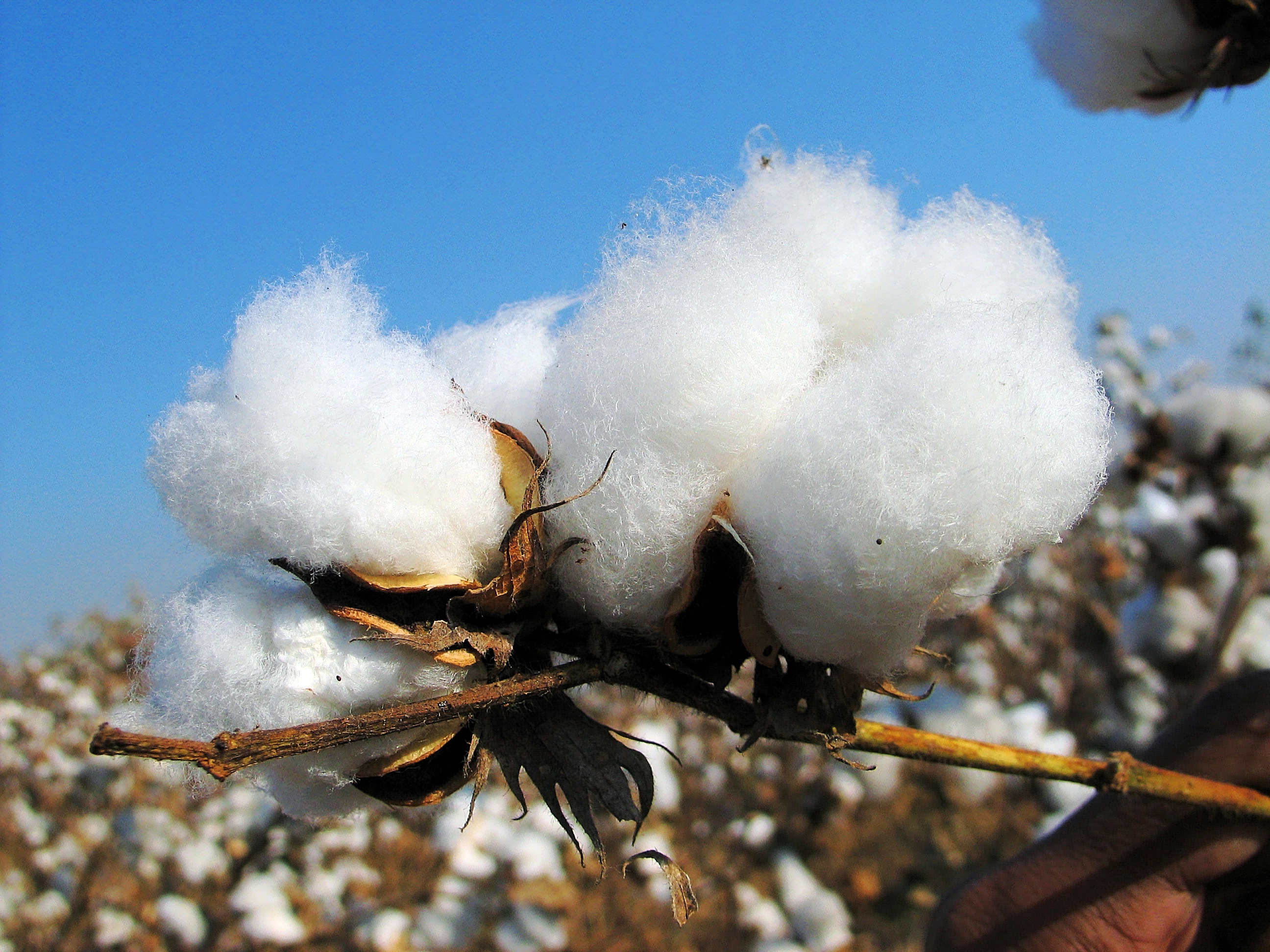 Grandes marcas se rajan en materia de algodón sostenible | WWF