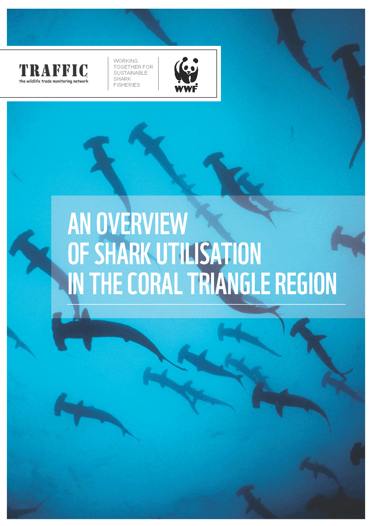 Poor fisheries management endangers sharks in the Coral Triangle | WWF