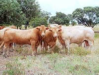 Australian beef company to end broadscale clearing of native vegetation ...