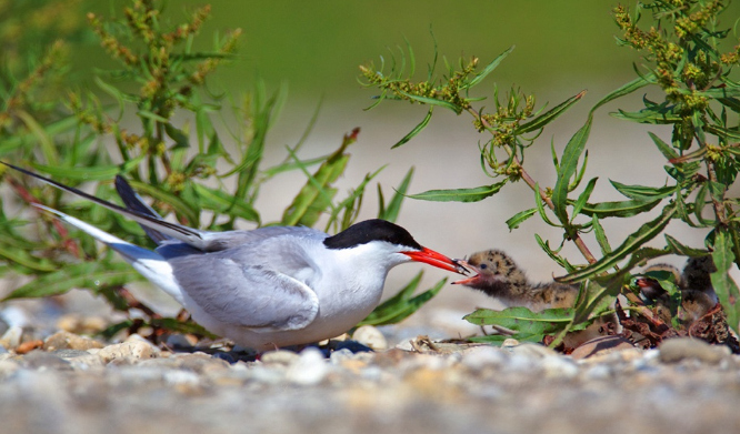 2018 – Year of the Tern | WWF