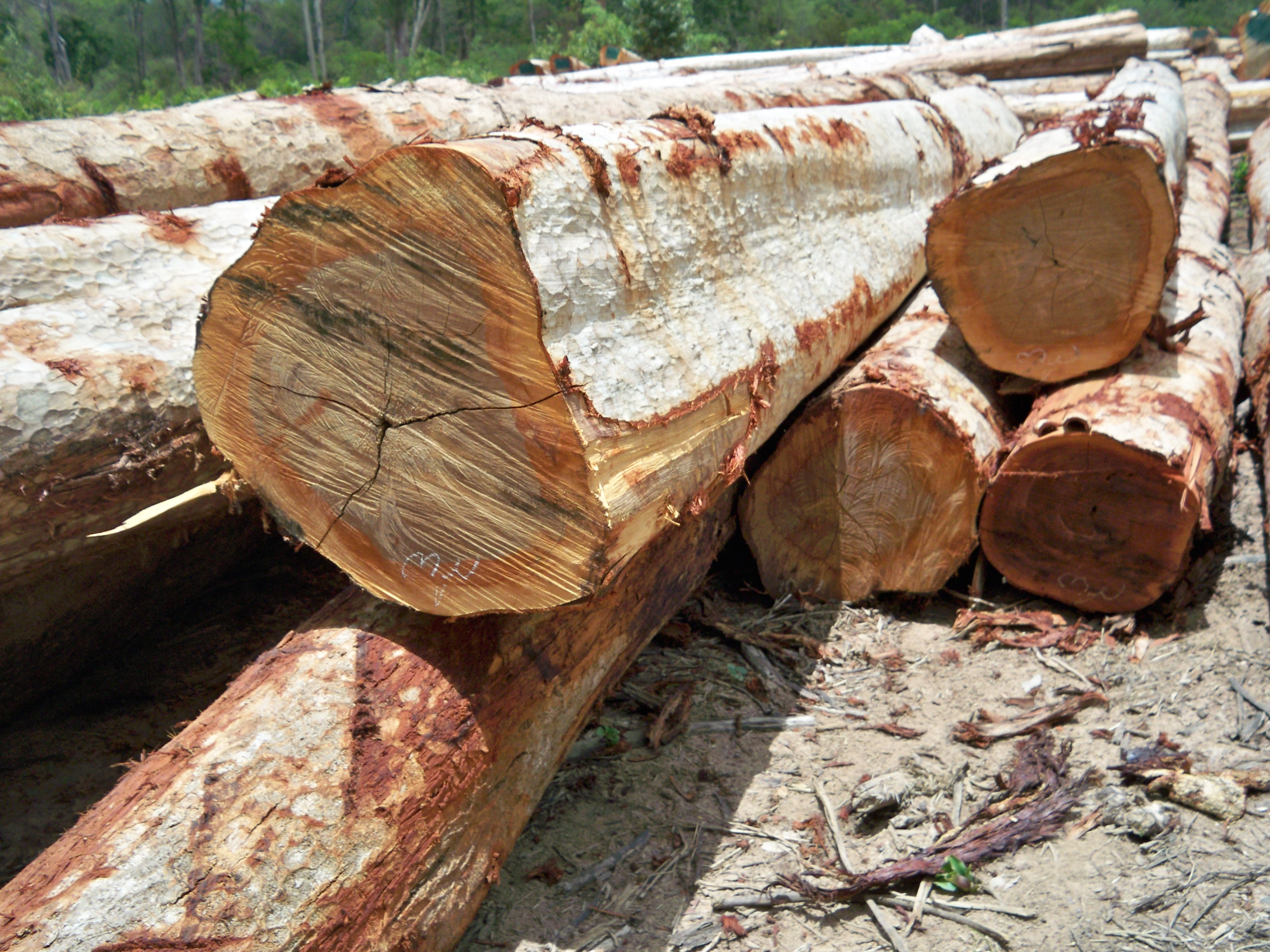Timber Trade Legality Receives Boost in Laos | WWF