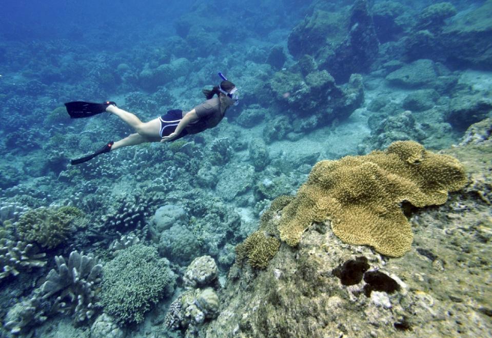 Protecting the ocean could boost economy by $900 bn, says WWF | WWF