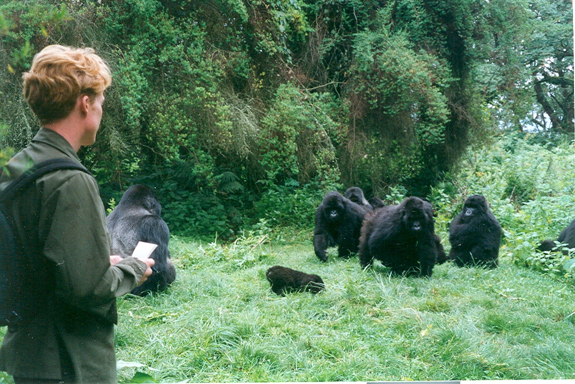 Testimony: Gorilla habituation will be difficult without the expertise ...