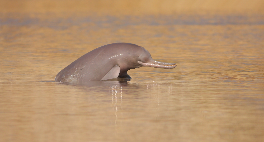 Millions reached by global river dolphin communications campaign | WWF