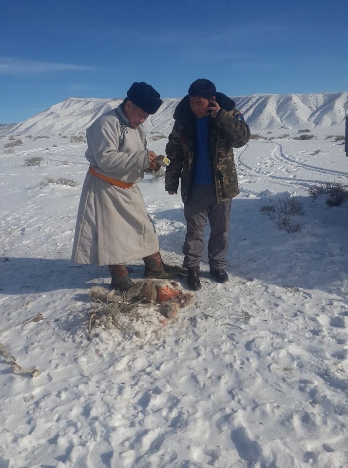 Mongolian saigas are dead during the snow storm | WWF