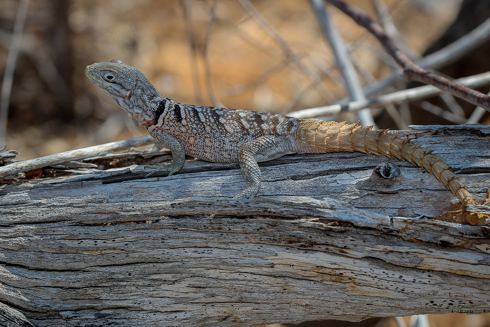 La dernière chance pour la biodiversité de Madagascar | WWF