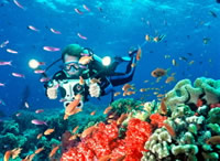 WWF participates in post-tsunami reef clean-up day | WWF