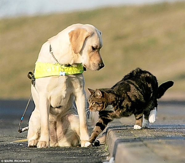 Шанхай хотынхон “Нэг гэр бүл-нэг нохой” төсөл хэрэгжүүлнэ | WWF