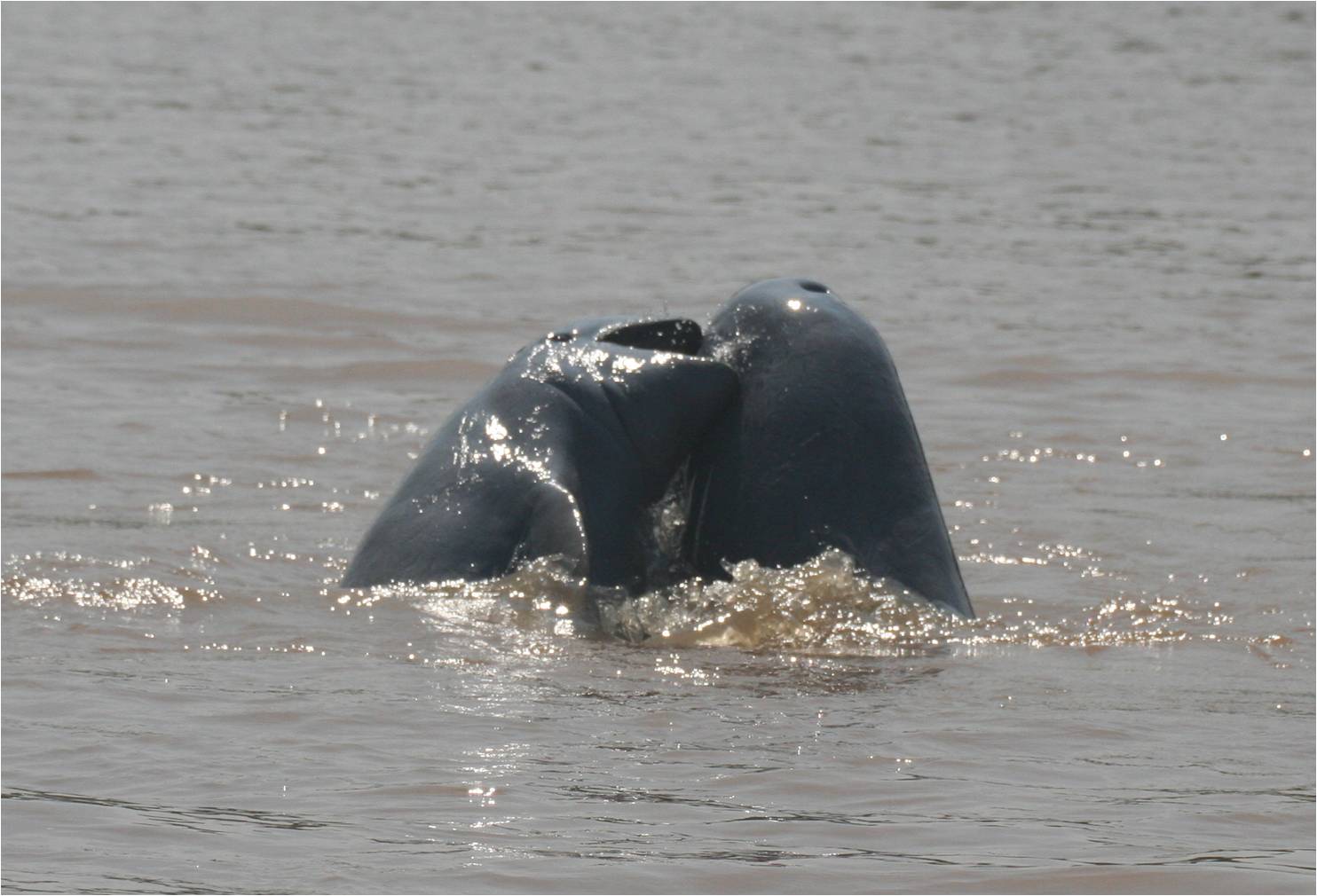 Unifying commitment for the critically endangered Mekong dolphins | WWF