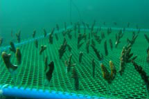Coral Relocation Project in Phuket | WWF